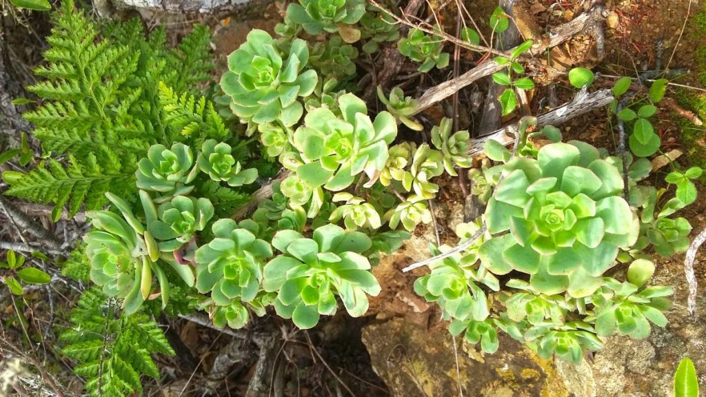 Kerst tussen cactus en palmboom: La Gomera - Mountainreporters