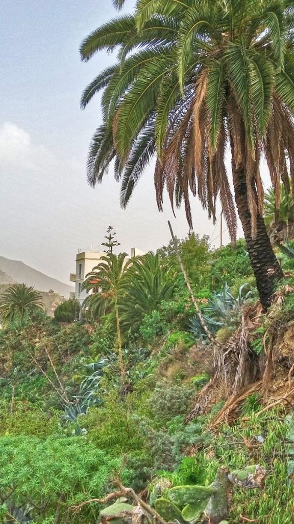 Kerst tussen cactus en palmboom: La Gomera - Mountainreporters
