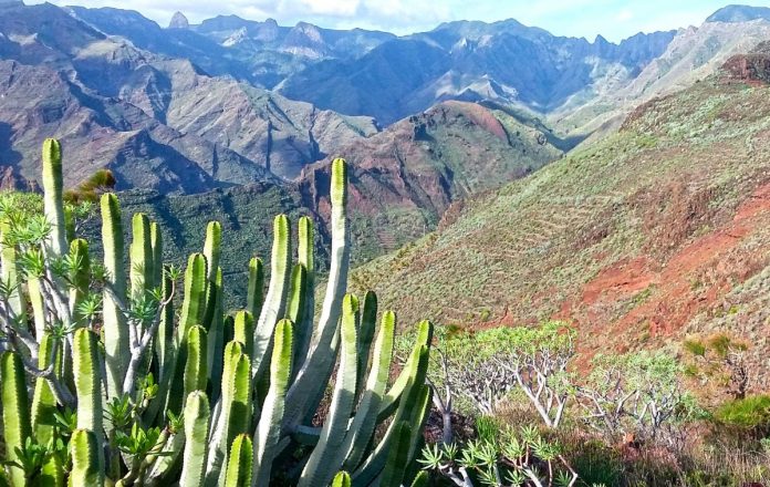 Kerst tussen cactus en palmboom: La Gomera - Mountainreporters